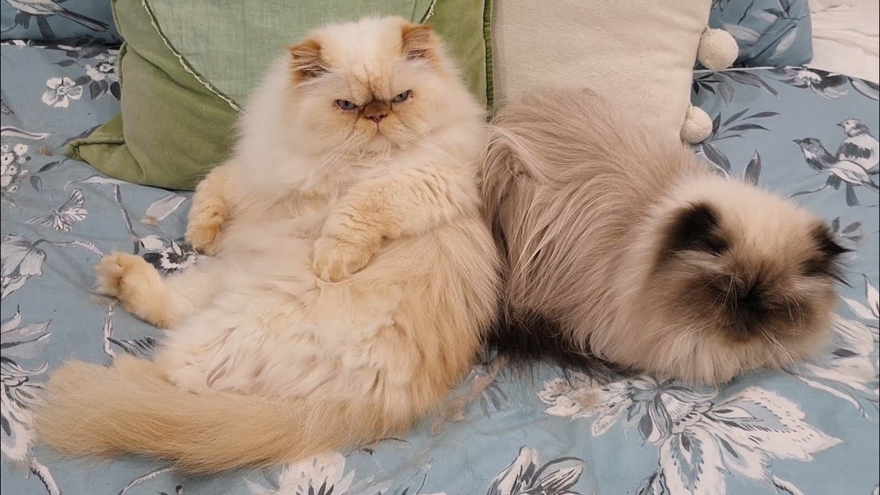 Fat Boy and Drop relax together! - YouTube