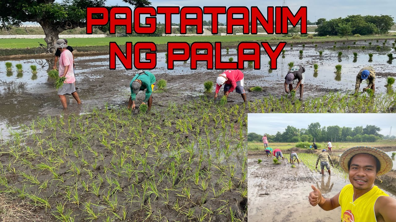 PAG TATANIM NG PALAY | MAG TANIM AY DI BIRO | DON LOUIE HACIENDERO ...