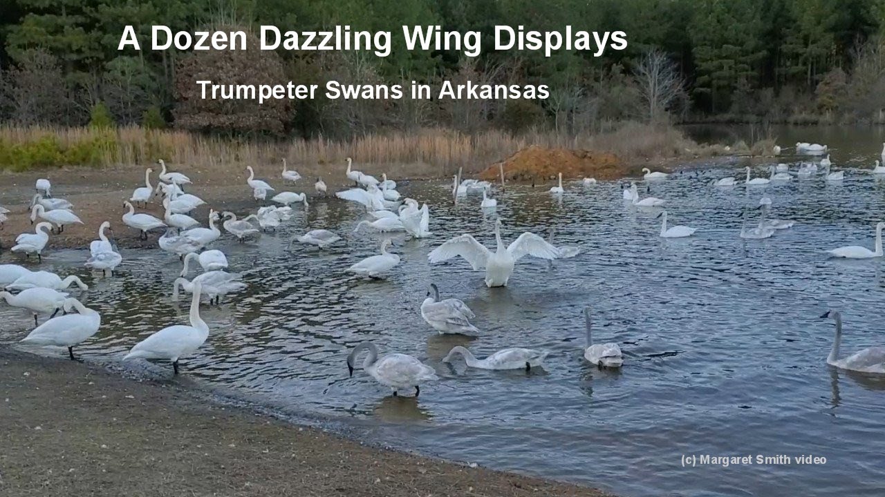 Trumpeter Swans in Arkansas: A dozen dazzling wing displays - YouTube