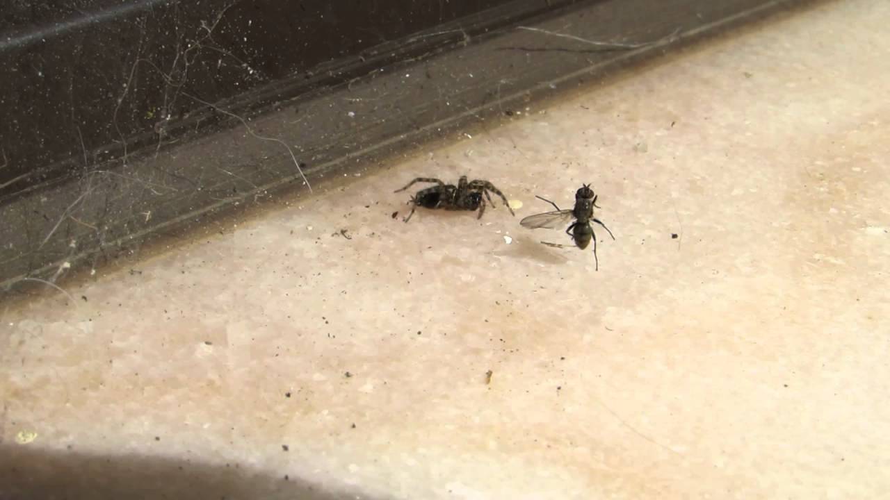 Spider hunting fly - YouTube