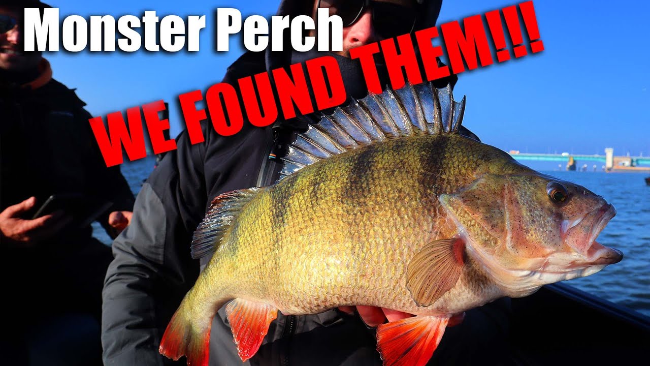 Fishing for Monster Perch - day 2 - YouTube