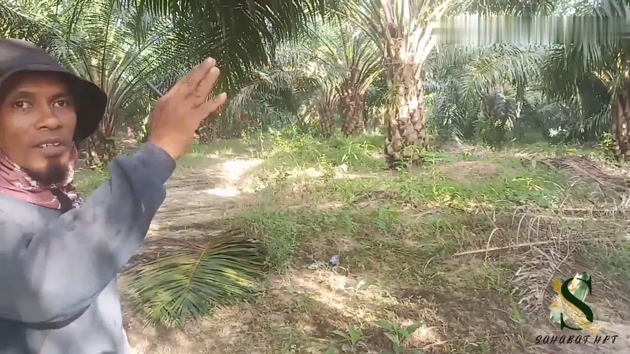 TIPS TERBARU : CARA SENSUS HAMA TIKUS - YouTube