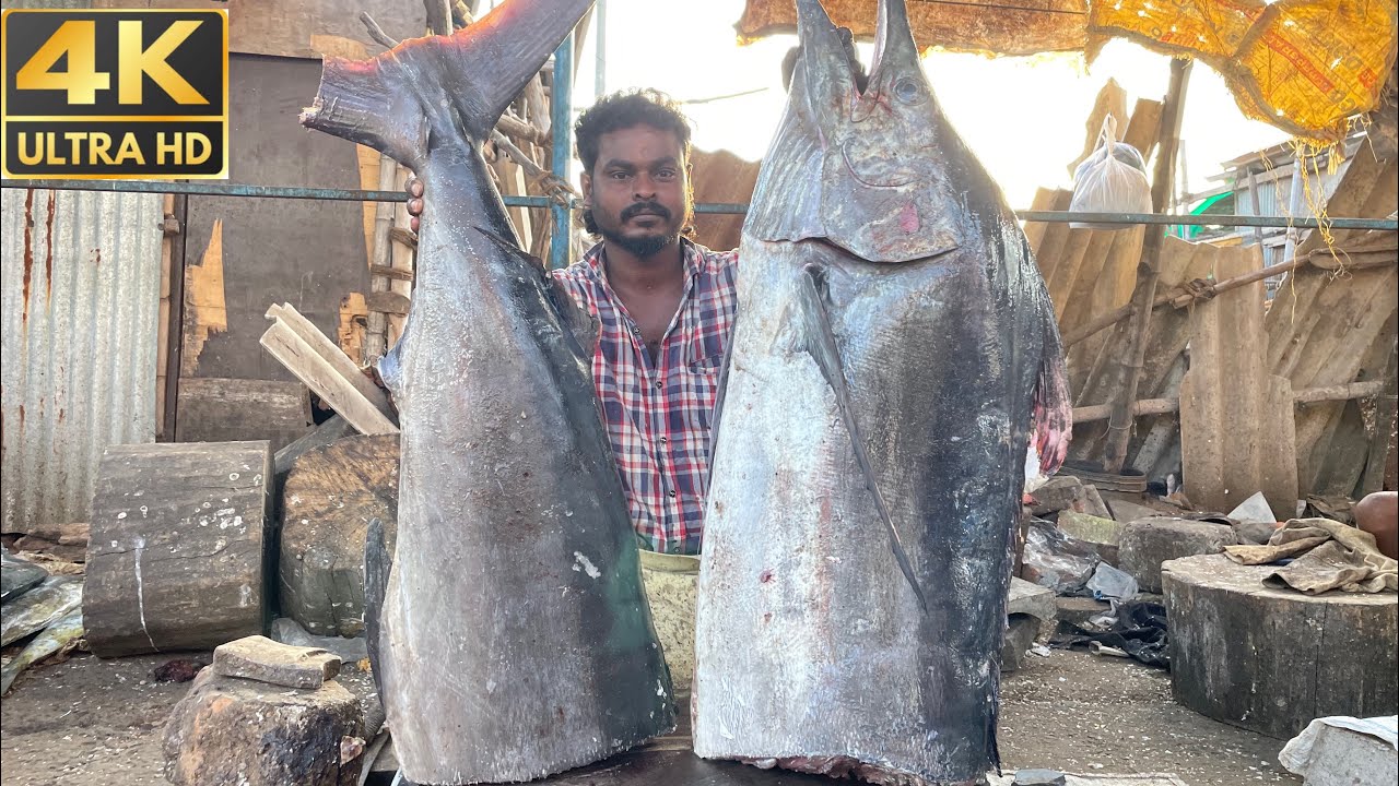 | KASIMEDU BIG KOLA FISH CUTTING SKILLS | FRESH FISH CUTTING SKILLS |🔪💥 ...