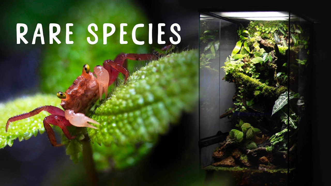 🦀I BUILT A HUGE VERTICAL NO SPRAY FOAM PALUDARIUM FOR VAMPIRE CRABS ...