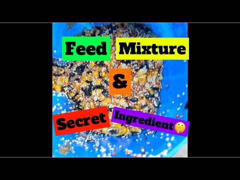 My feed mixture (secret ingredient) - YouTube