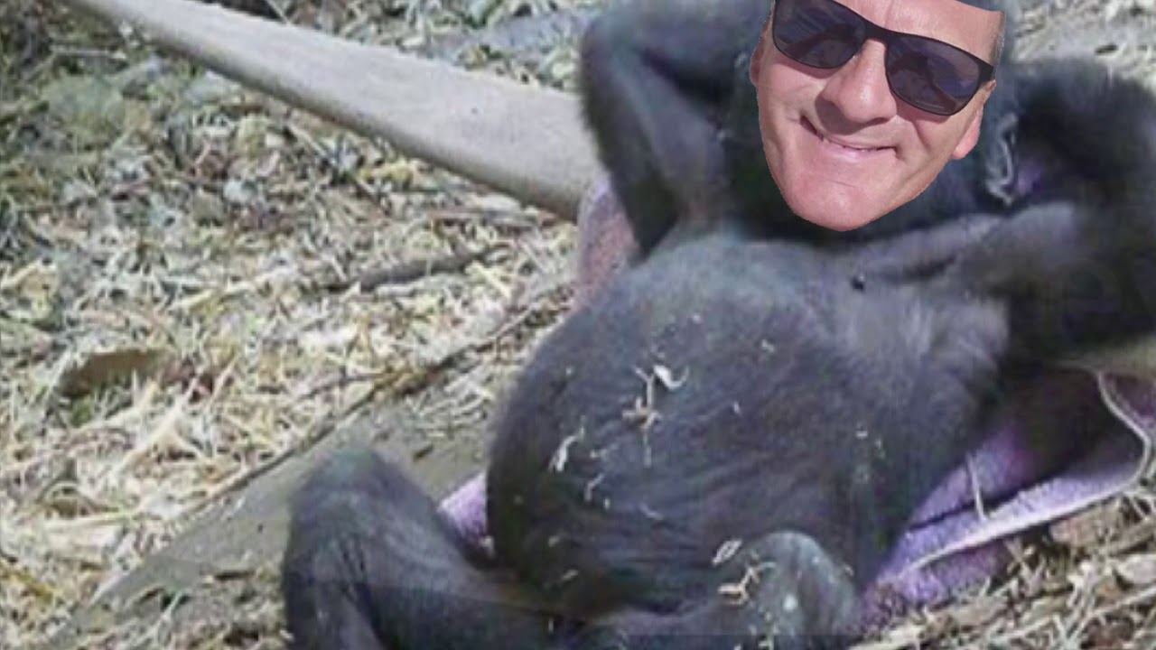 Monkey thing x - YouTube