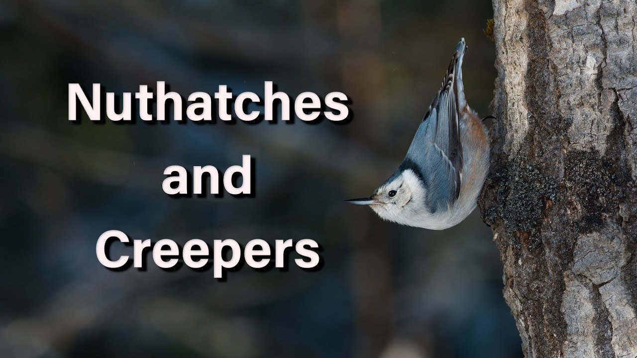 Nuthatches & Creepers - YouTube