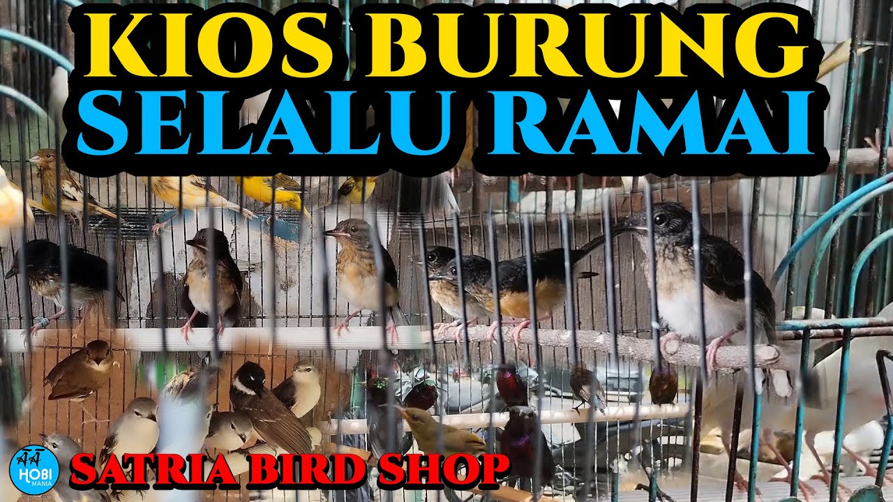 KIOS BURUNG INI SELALU RAMAI | SATRIA BIRD SHOP - YouTube