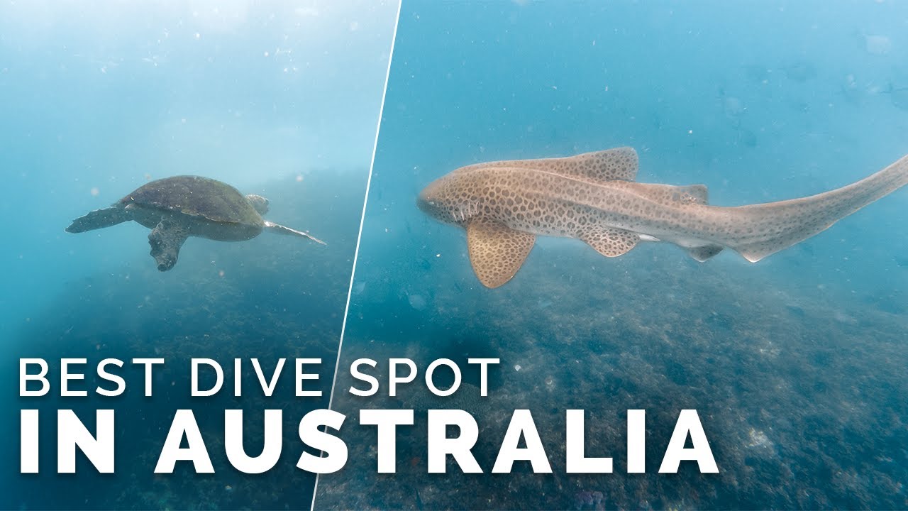 Epic Dive with Leopard Sharks & Turtles in Julian Rocks, NSW | Best ...