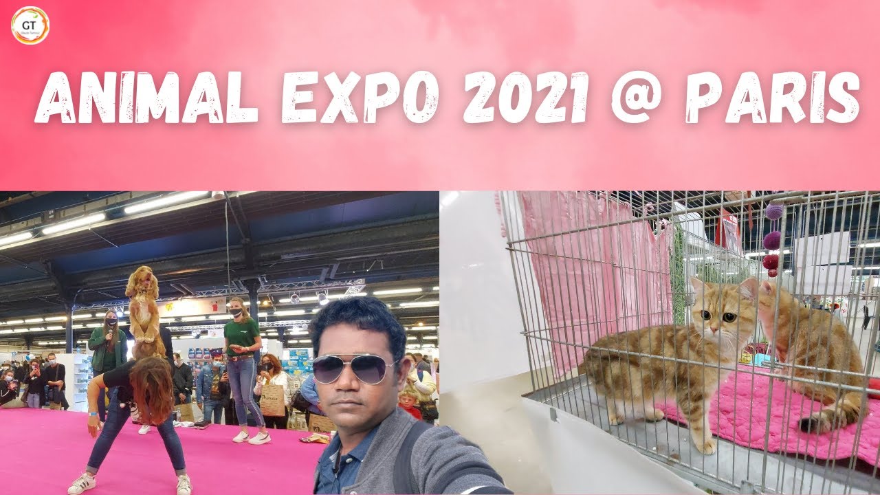 Animal Expo 2021 Paris | Dog Show In Animal Expo - YouTube