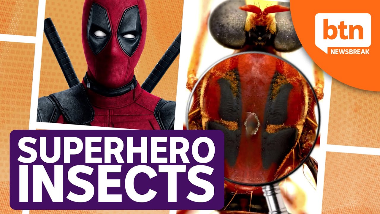 CSIRO's New Superhero Insects: Deadpool, Thor, Loki, Black Widow & Stan ...