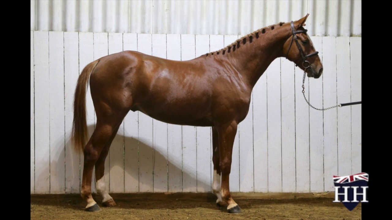 Haynes (Carambole). Stallion - YouTube