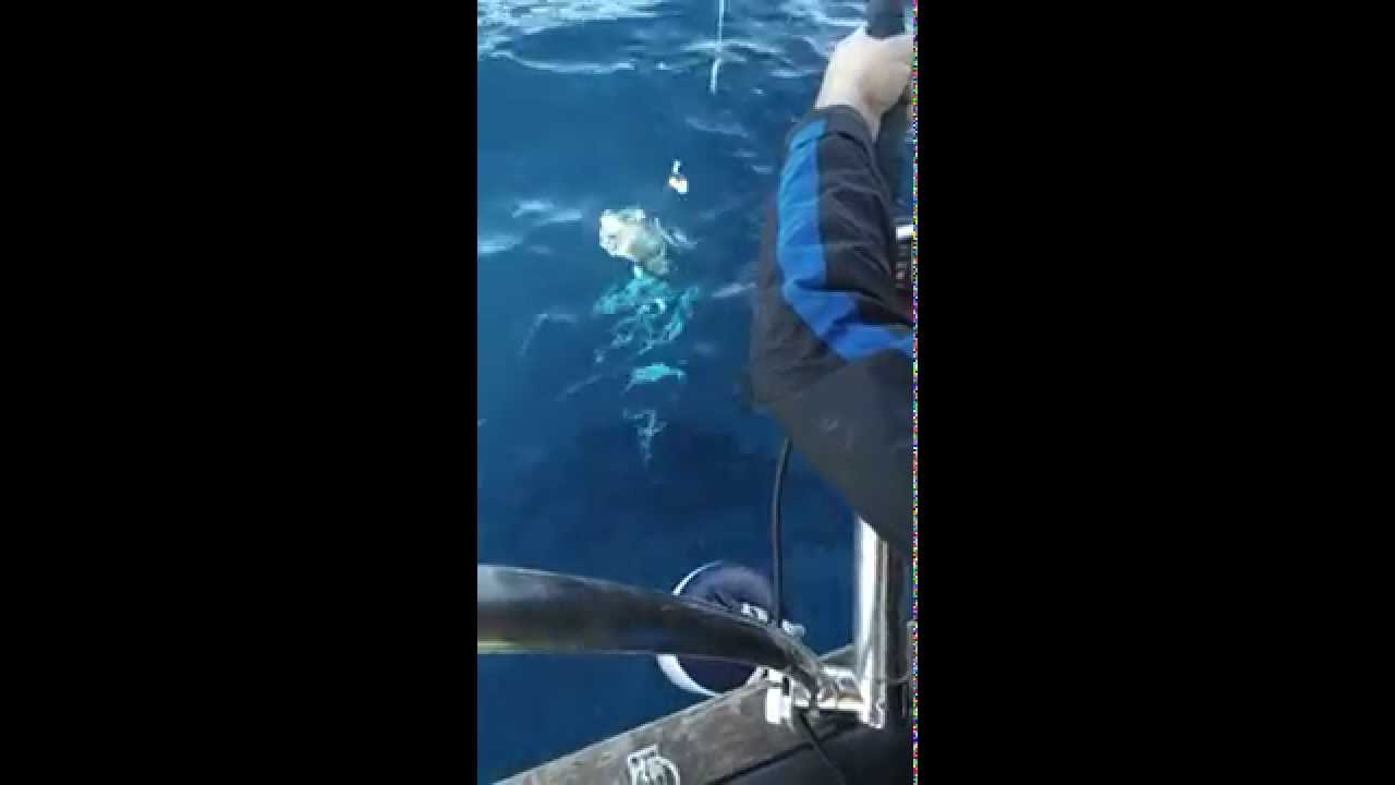 [DEEPDROP] Kıbrıs Köpekbalığı Avı - Cyprus Shark Hunt - YouTube