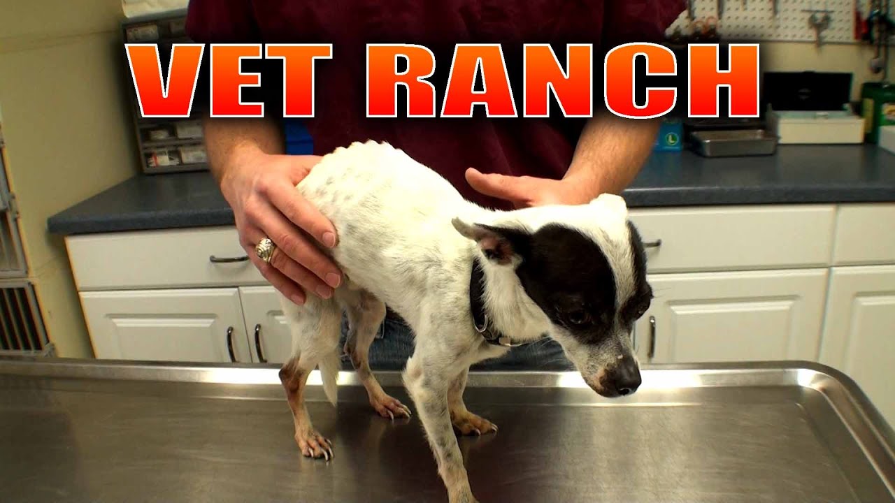 Neglected Dog Recovers at Vet Ranch - YouTube