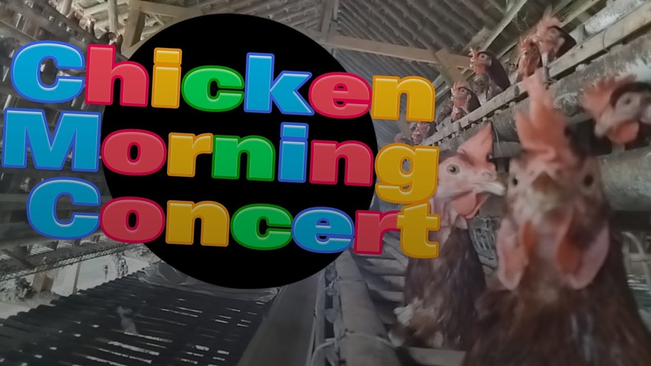 Chicken Morning Concert: Thousands of Chickens in Harmonious Sounds ...