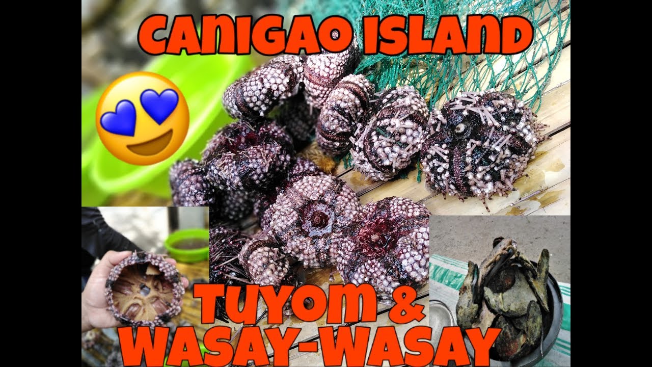TUYOM/SEA ORCHIN, WASAY WASAY FRESH SEAFOODS FROM CANIGAO ISLAND LEYTE ...