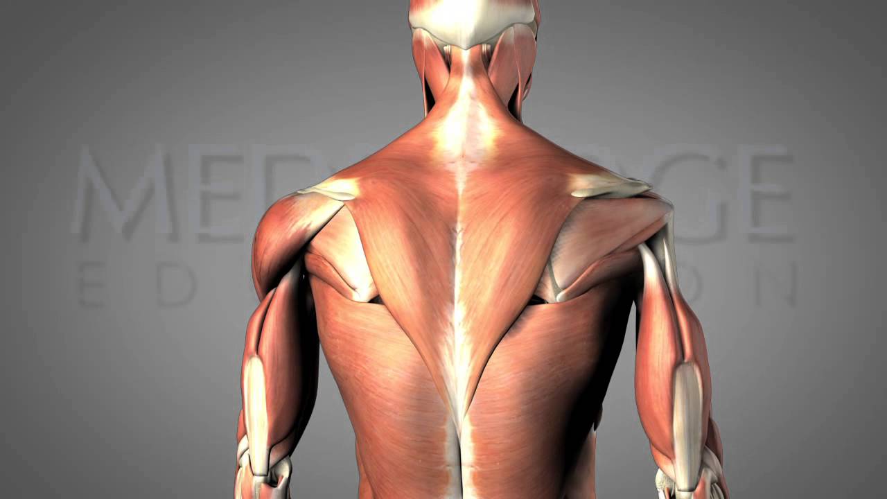 The Hemiplegic Shoulder Video: J.J. Mowder-Tinney | MedBridge - YouTube