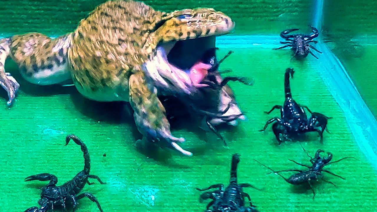 Asian Bullfrog Eats A Large Number of Small Scorpions! Asian Bullfrog ...