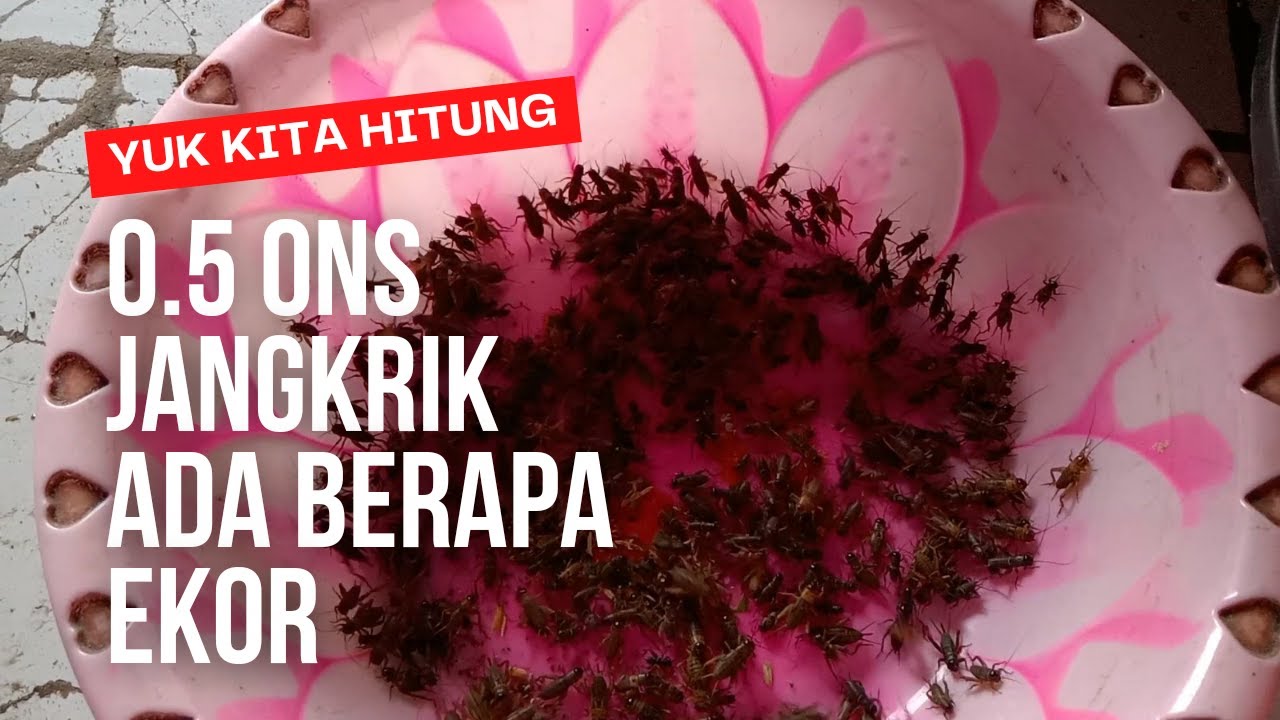 Cara Ternak Jangkrik jangkrik 1 2 Ons Ada Berapa Ekor YouTube cara-ternak-jangkrik-jangkrik-1-2-ons-ada-berapa-ekor-youtube