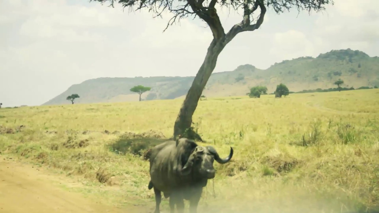 Welcome To The Mara Triangle -ZindagiOnSafari #TheMaraExperience # ...