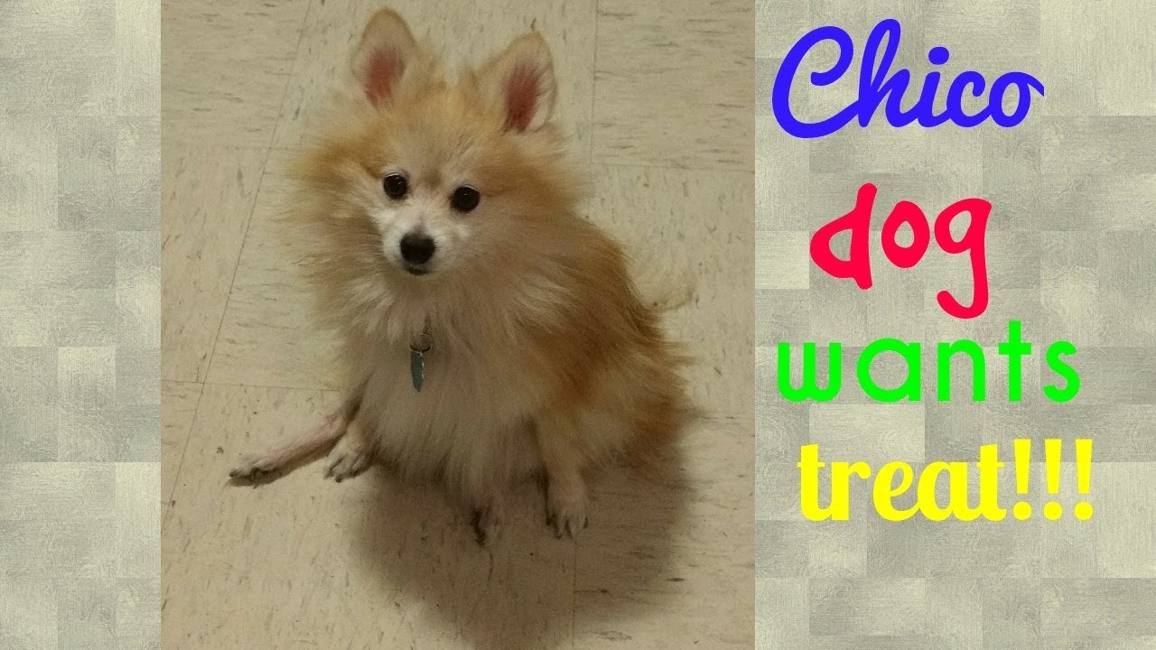 Chico dog wants a treat? - YouTube
