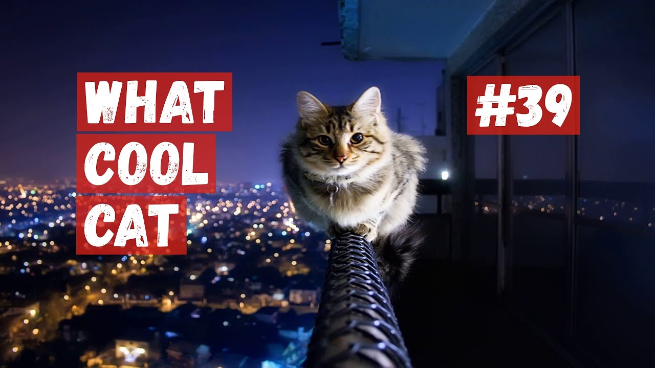 What Cool Cat - Compilation #39 Cool Cats. - YouTube