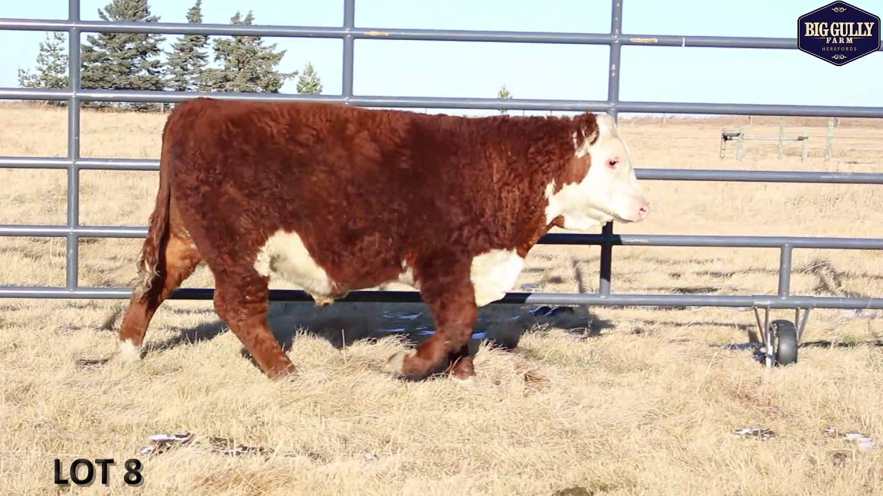 Big Gully Farm 2019-Lot 8 - YouTube
