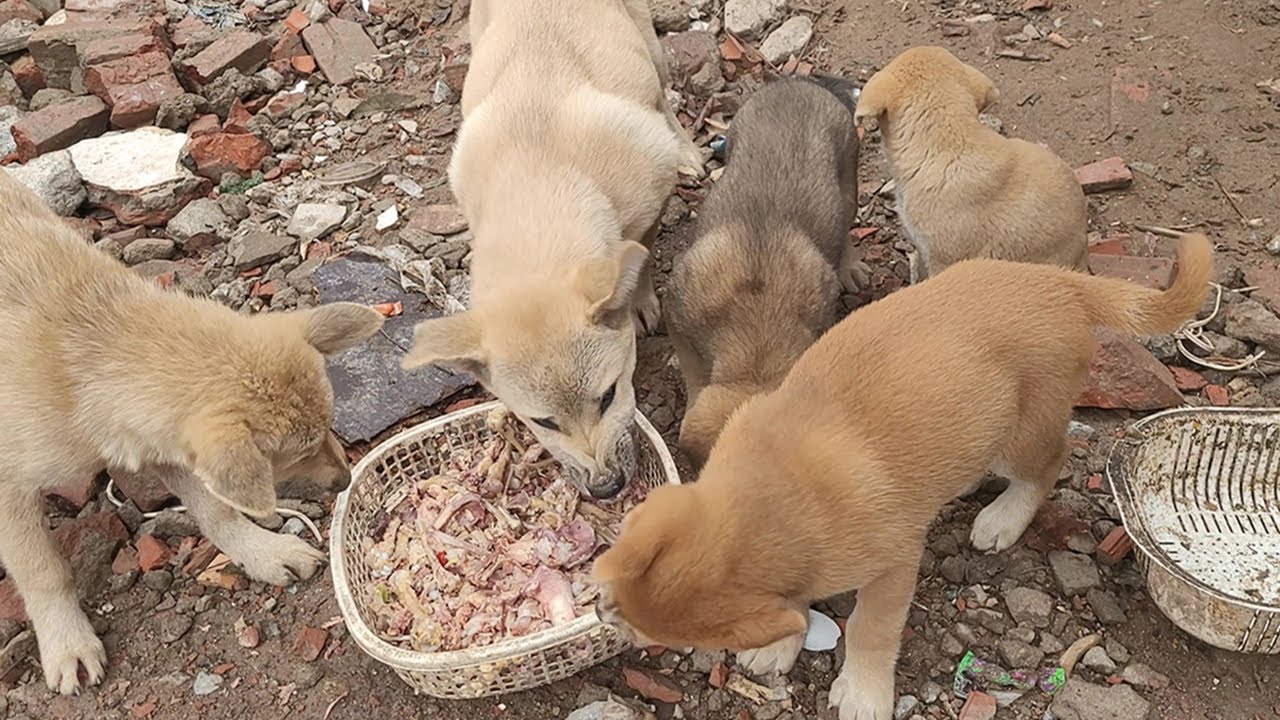 Greedy Stray Dog Doesn’t Want To Share Food With Poor Puppies - YouTube