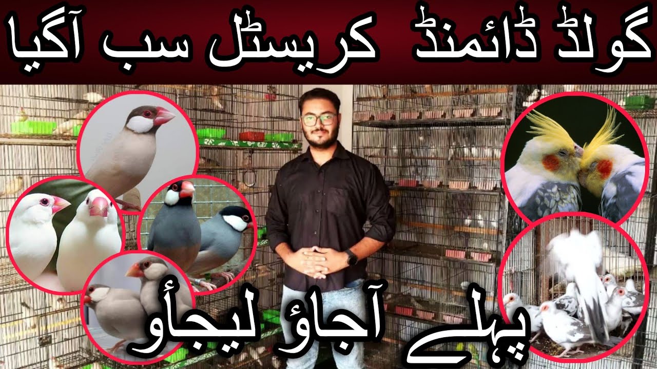 Outclass birds Quality arrived at Jojo setup in Karachi | Cheap price birds | Java sparrow ...