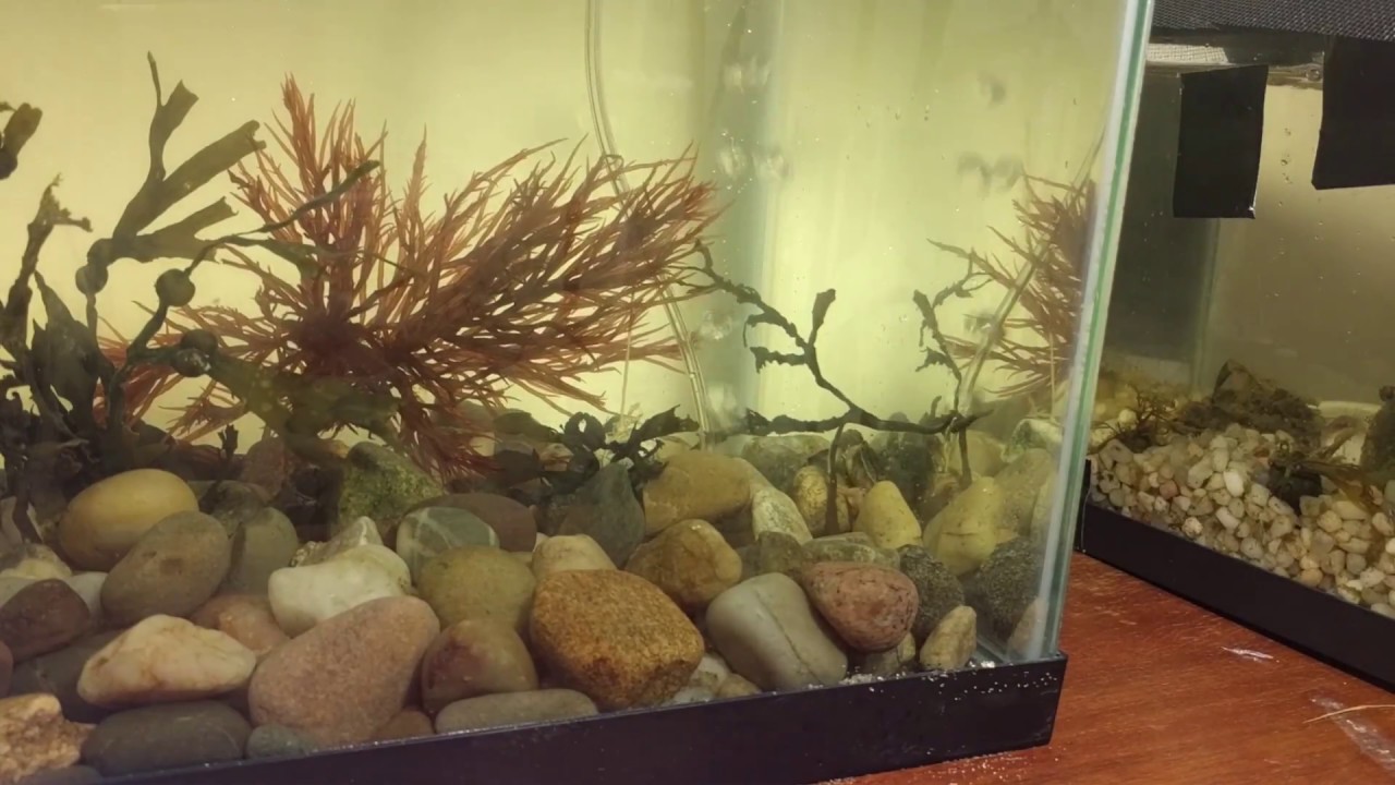 Natural Saltwater Crab Tank - YouTube