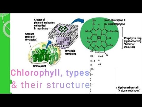 Chlorophyll, types and their structure... full explanation... - YouTube