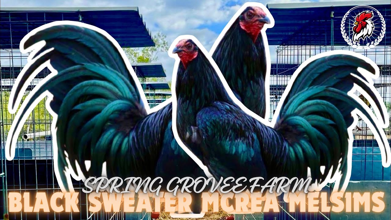 Black Sweater Mcrea Melsims | SPRING GROVEE GAMEFARM - YouTube
