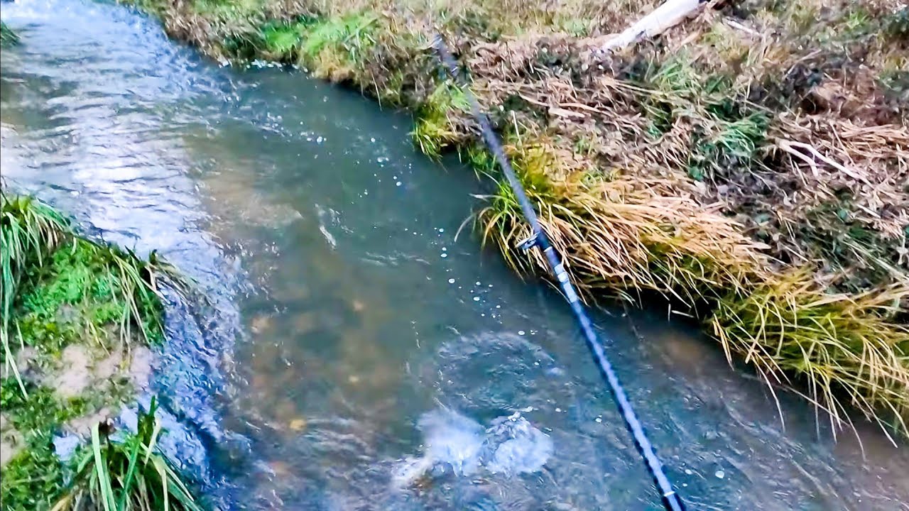 Trout fishing in September. The trout were going BONKERS! Best trout ...