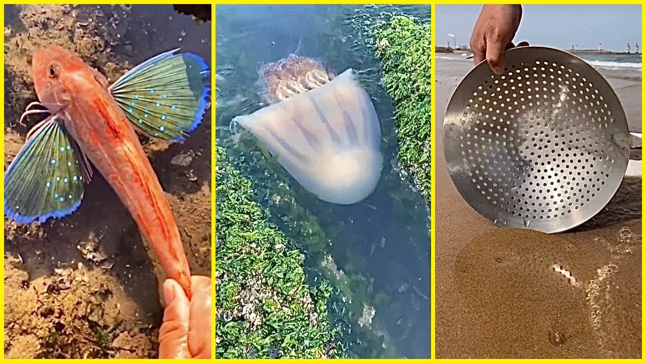 I have caught many strange sea seafood species - Greatest Fishing ...