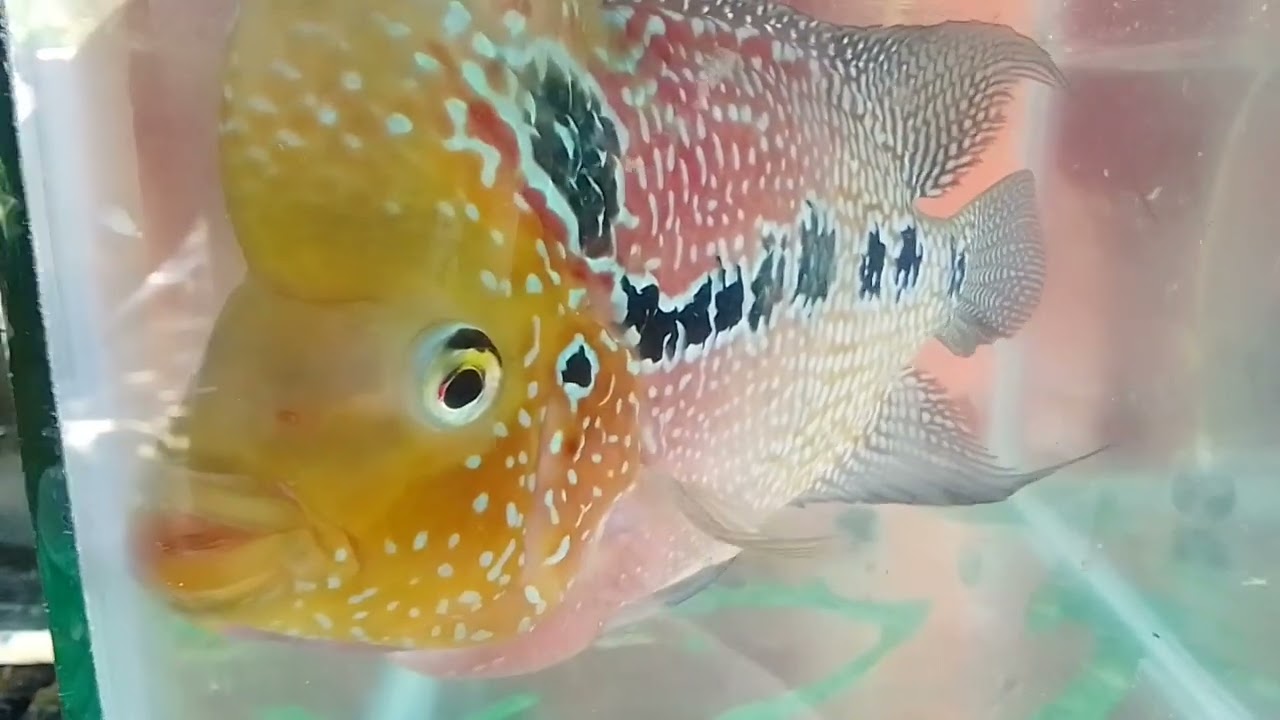 pako fish and flower horn inside the aquarium - YouTube
