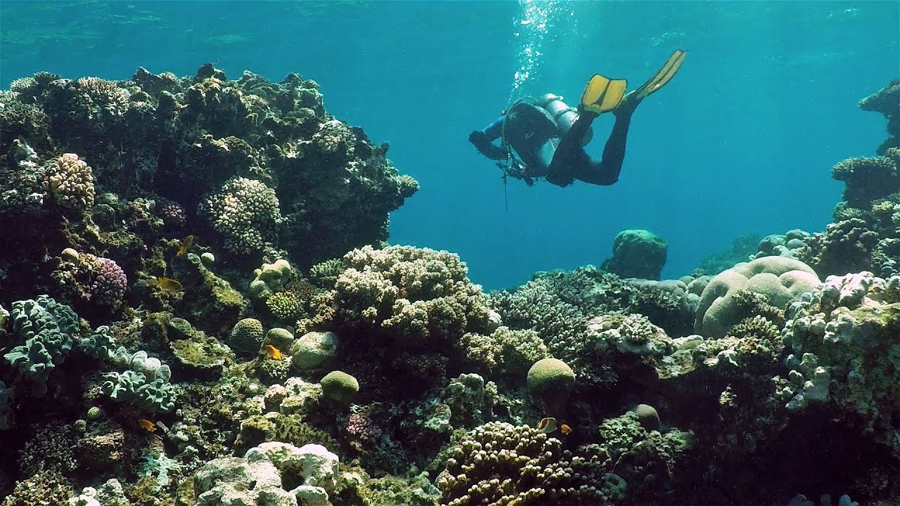 Duiken in Egypte Rode Zee Dahab - Diving in Egypt Red Sea Dahab - Abu ...