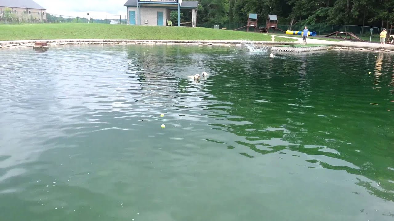 Benny first day ever swimming - YouTube