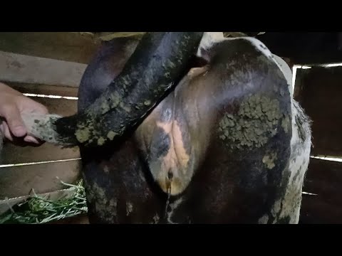 Ciri ciri sapi mau melahirkan
