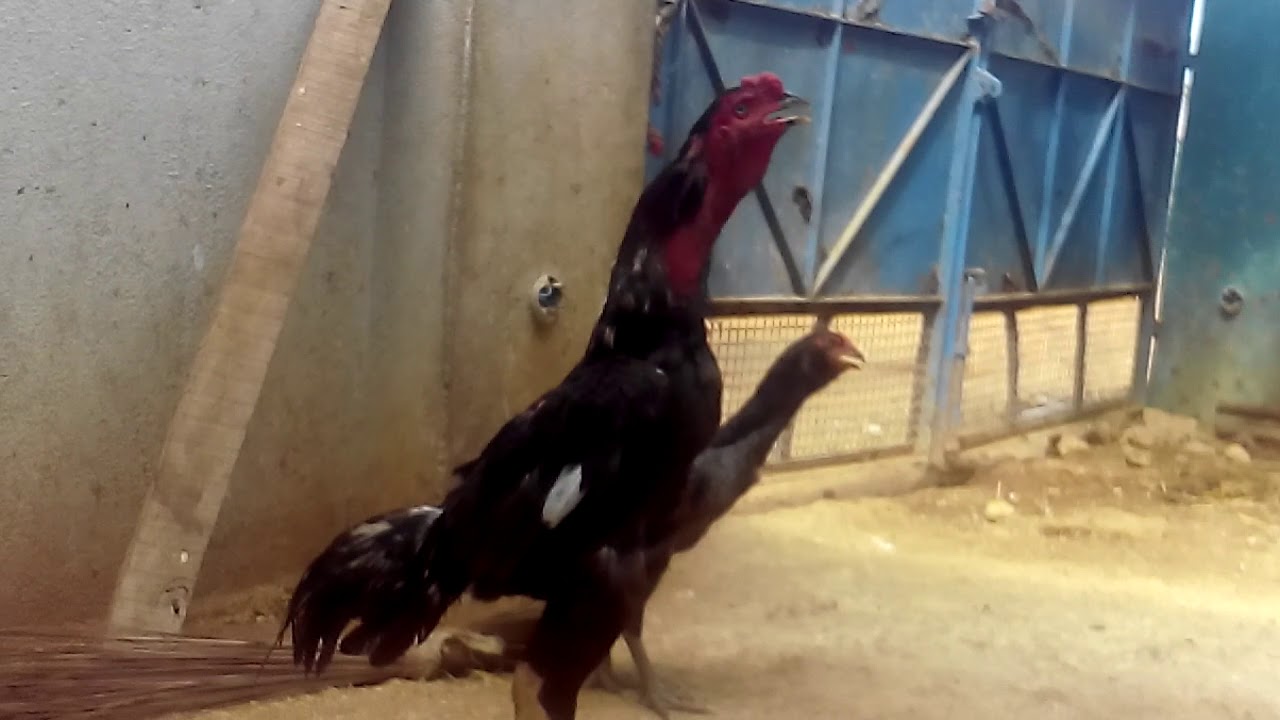 Hari sanda seval - YouTube