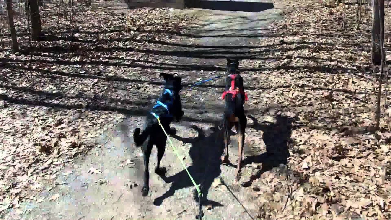 Bikejoring with Doberman Pinscher and German Wirehaired Pointer Mix ...