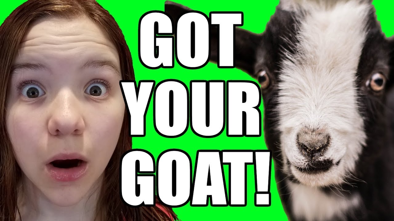 OMG I'VE GOT YOUR GOAT! Official Video | Babyteeth More! - YouTube