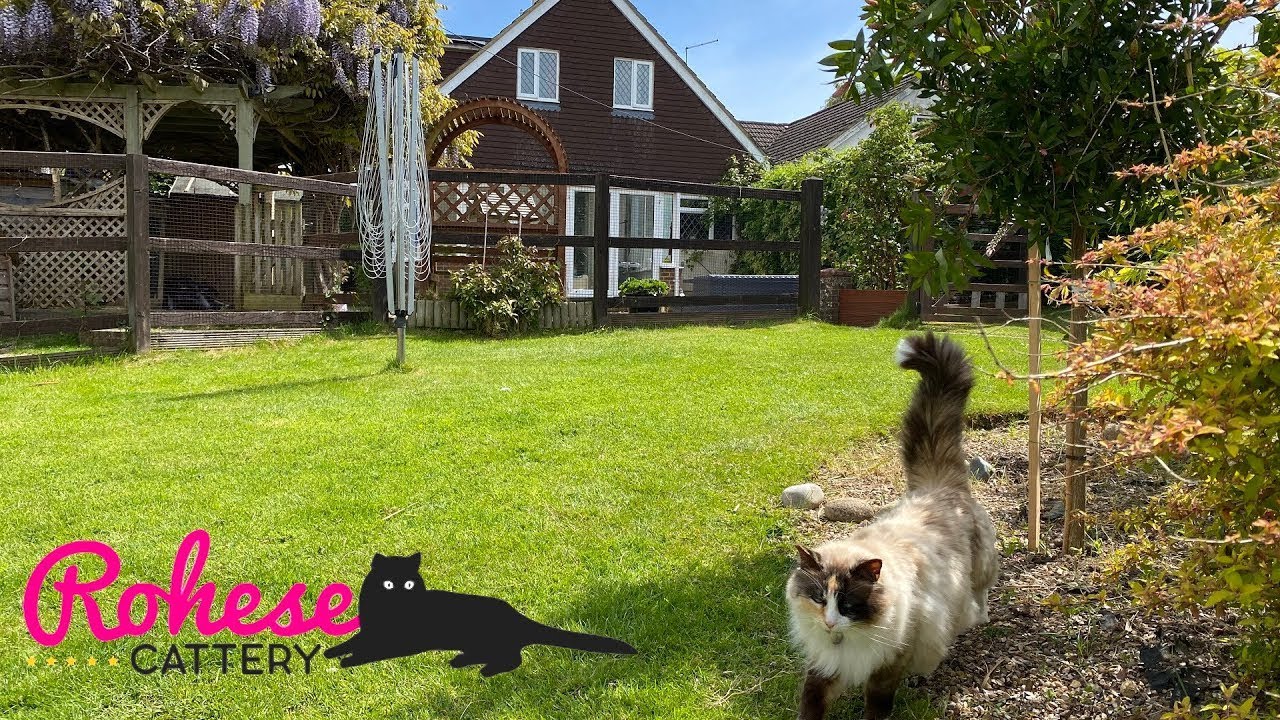 Rohese Cattery Walk Around - YouTube