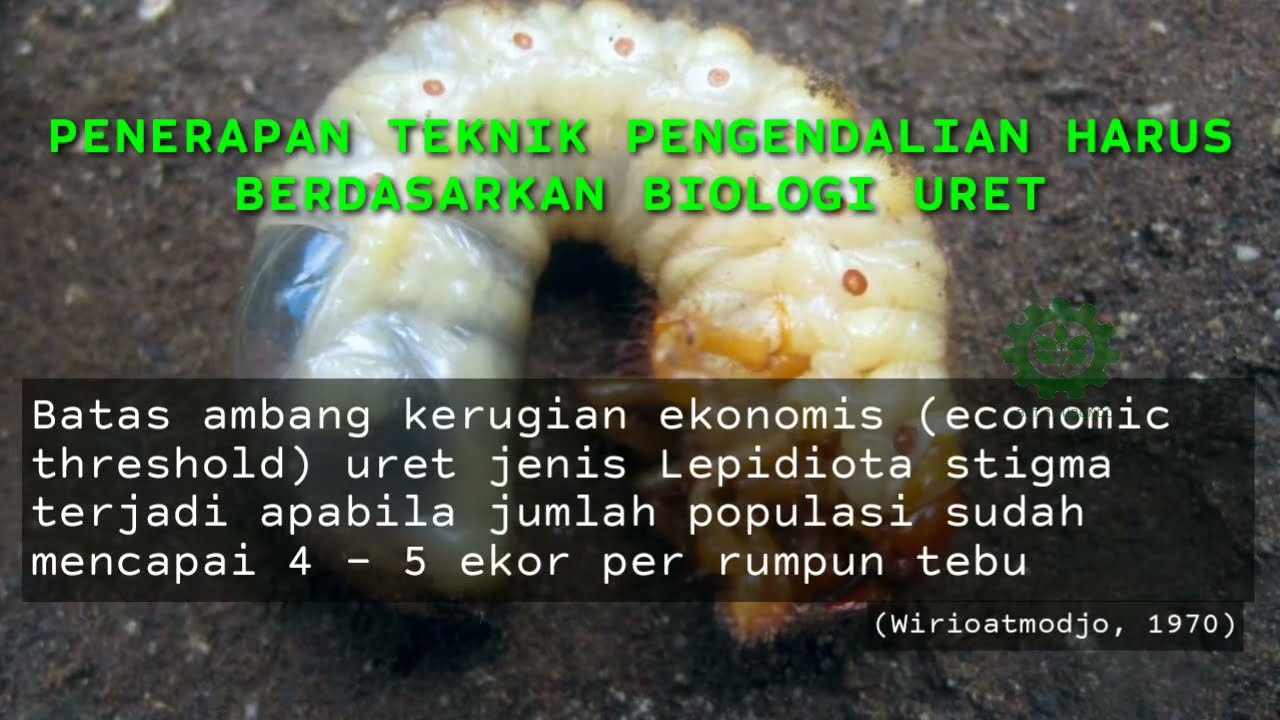 Uret Tebu ; Dampak dan Cara Pengendaliannya (sugarcane beetle pest ...