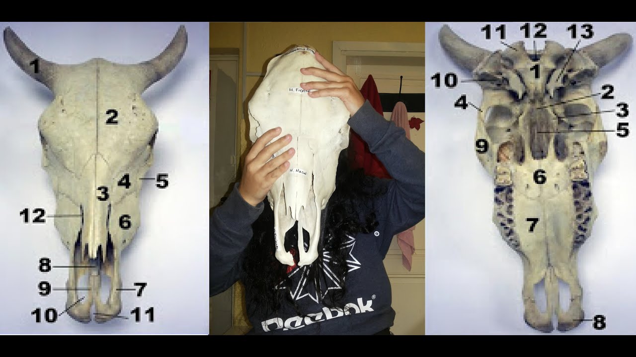 Anatomia Craneo de Bovino, Marisa Machado - YouTube