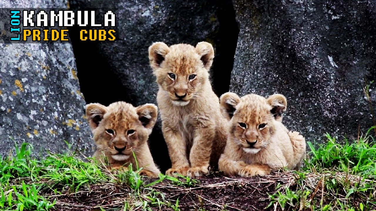 Little Lion Cubs Patiently Waiting For Their Mother To Come Home ...