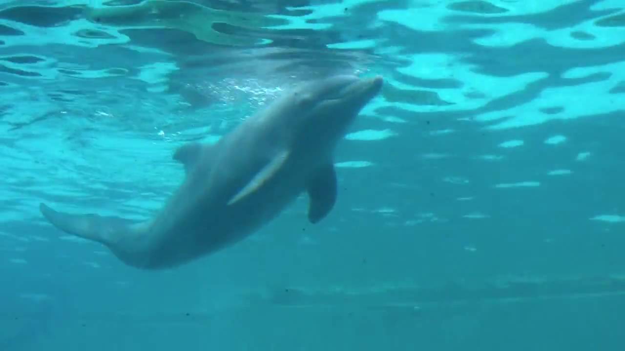 Rod counting Dolphins 09 - YouTube