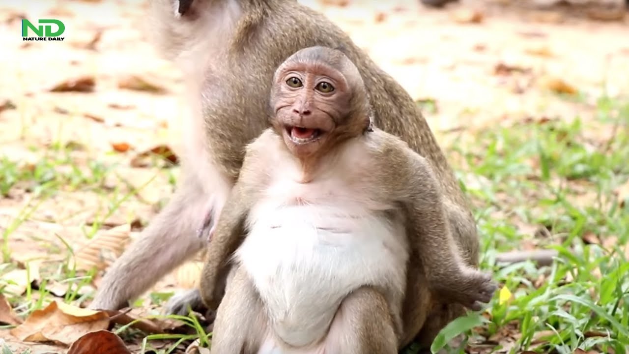 Sweet Pea Laughing Loudly After Mom knock Him, Nature Daily - YouTube