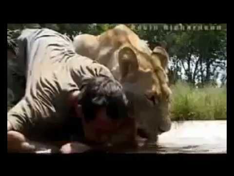 Amazing Tamed Lions and one man - YouTube