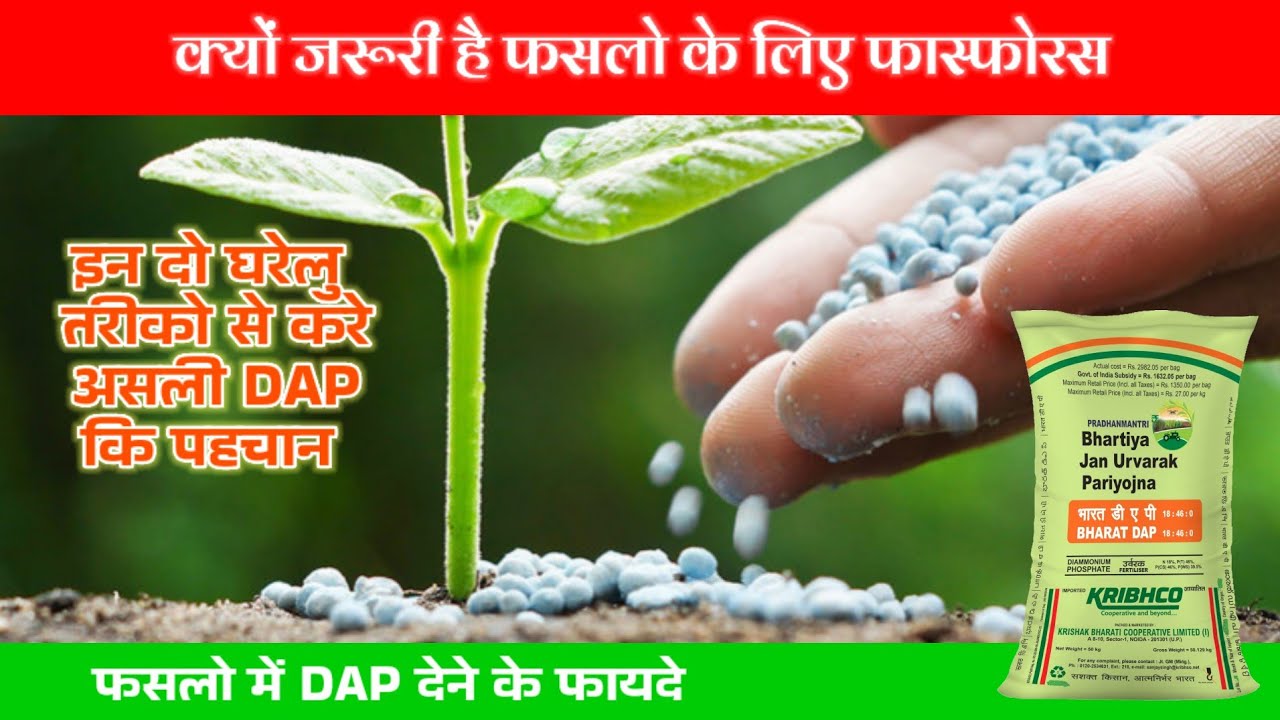 DAP Khad Ki Pehchan Kese Kare | DAP Fertilizer Ke Fayde | डीएपी खाद के ...