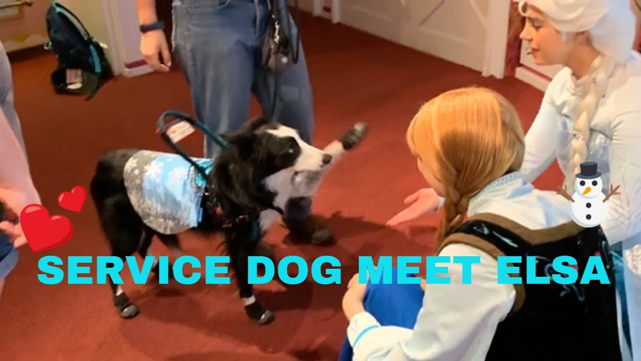 Elsa Meets Elsa / Service Dog at Disneyland - YouTube